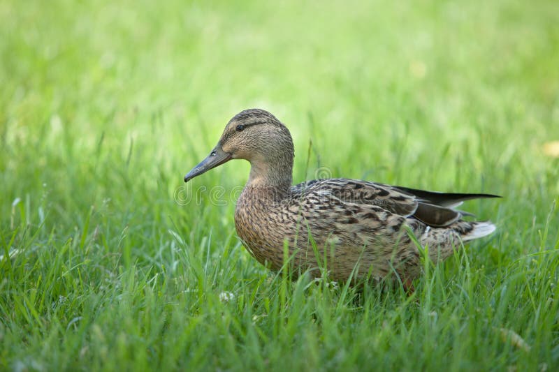 Beautiful brown duck stock image. Image of funny, outdoors - 84375749