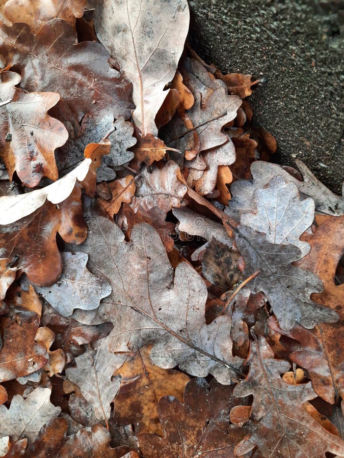 Beautiful Brown Fallen Oak Leaves Stock Photo - Image of leaf, produce ...