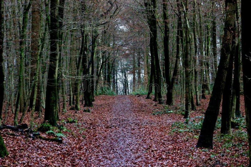 Beautiful brown forest stock photo. Image of orange, dark - 48379606