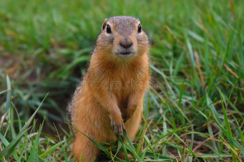Wild hamster in spring stock image. Image of mouse, small - 70815077