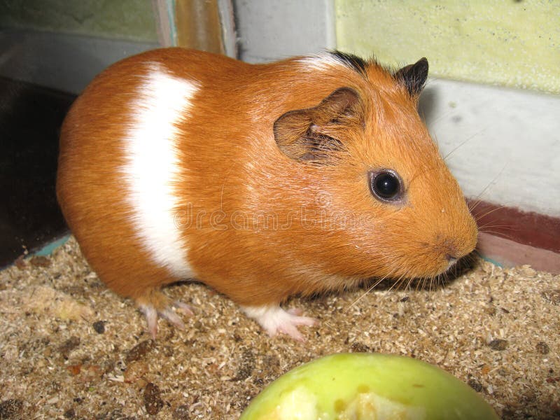 Curious brown guinea pig stock photo. Image of ears, funny - 28860908