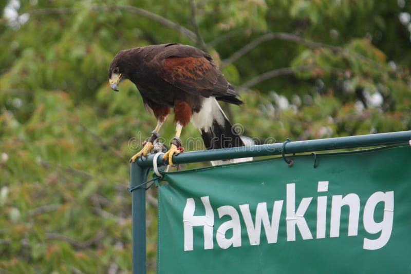 Beautiful Brown Harris Hawk on a Hawking Sign Stock Photo - Image of ...