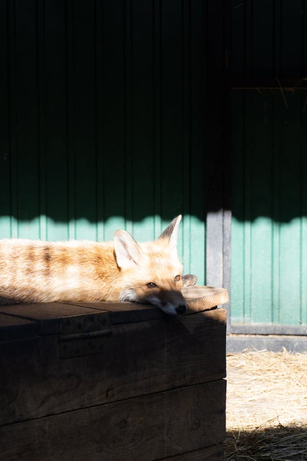 The Gaze of the Red Fox in the Sun and Shadow Stock Photo - Image of ...