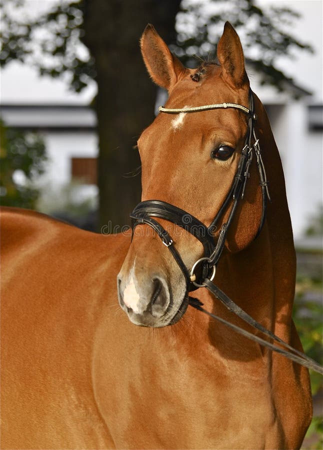 Beautiful Brown Horse stock image. Image of farm, flowers - 27067647