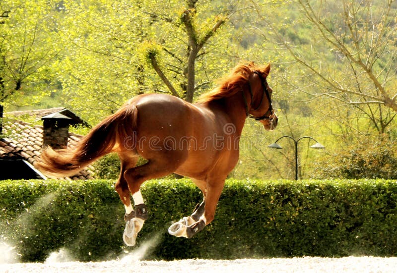 Beautiful Brown Horse Galloping in Paddock Freely Stock Image - Image ...