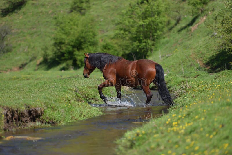 Beautiful Brown Horse Passing Mountain Water Stream and Splashing Water ... Beautiful Brown Horse Passing Mountain Water Stream and Splashing Water ...
