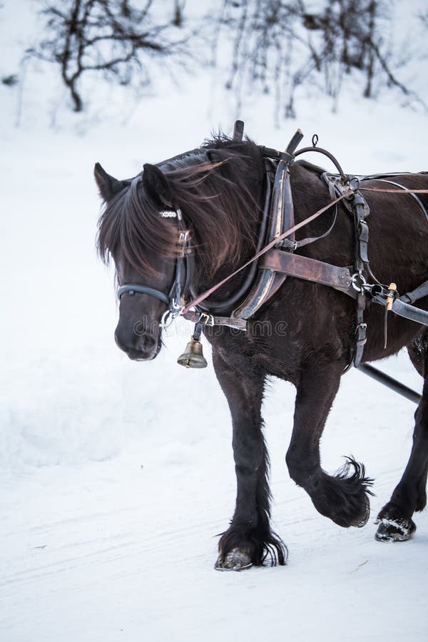 Horse Pulling Sled Snow Stock Photos - Free & Royalty-Free Stock Photos ...