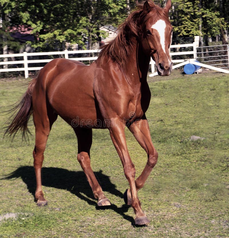 Beautiful Brown Horse Running in the Green Pasture Stock Photo - Image ...