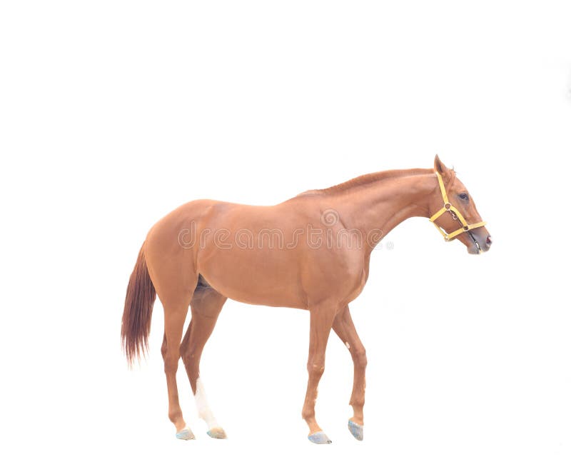 Red Horse Isolated on the White Background Stock Image - Image of ...