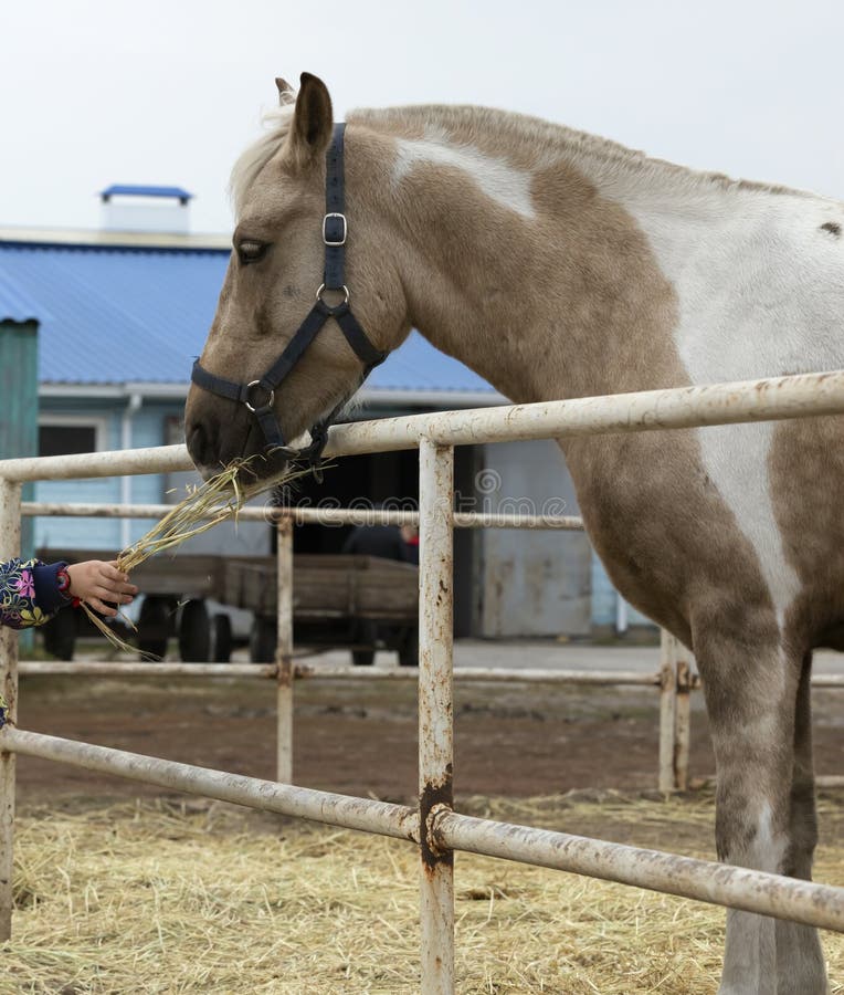 Horse in the paddock. stock photo. Image of corral, equine - 168614198