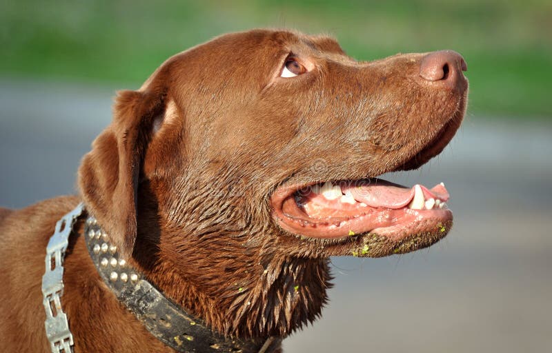 Beautiful brown labrador stock photo. Image of running - 34045372