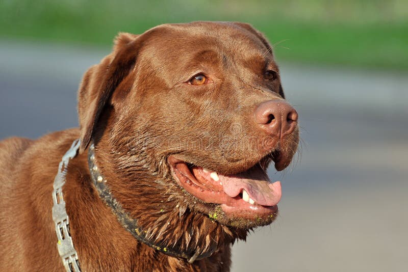 Beautiful brown labrador stock photo. Image of running - 36801308