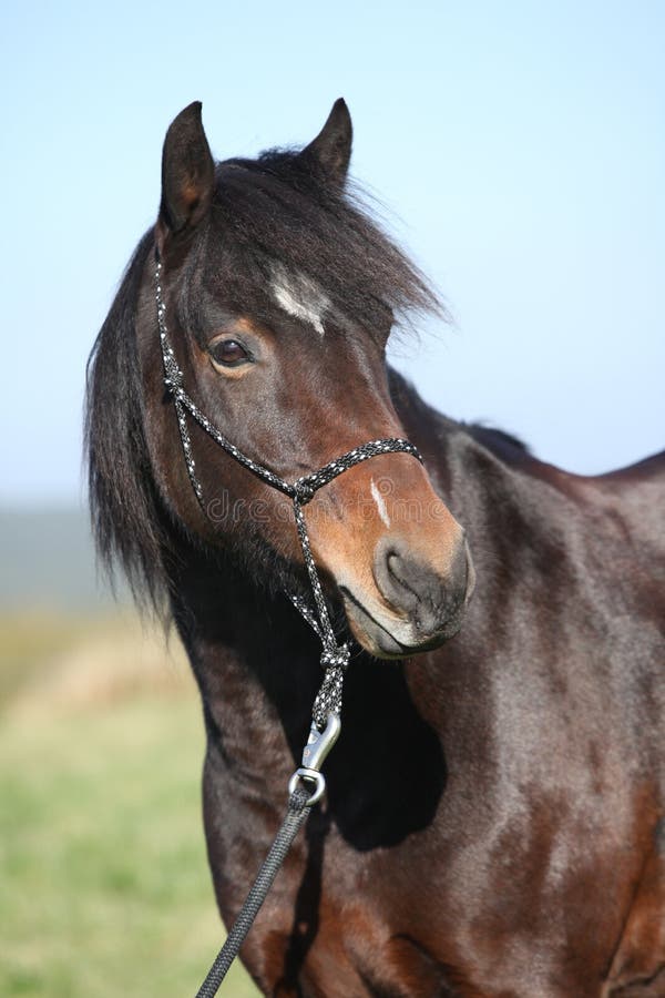 Beautiful Brown Mare with Rope Halter in Autumn Stock Photo - Image of ...