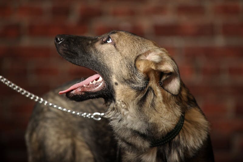 Beautiful Brown Mongrel Dog Close Up Stock Photo - Image of cross ...