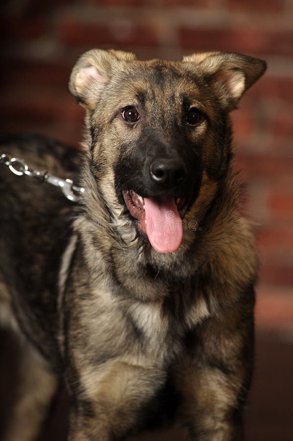 Beautiful Brown Mongrel Dog Close Up Stock Photo - Image of homeless ...