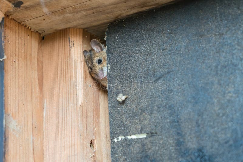 An Brown mouse stock image. Image of indoors, pest, portrait - 177668291