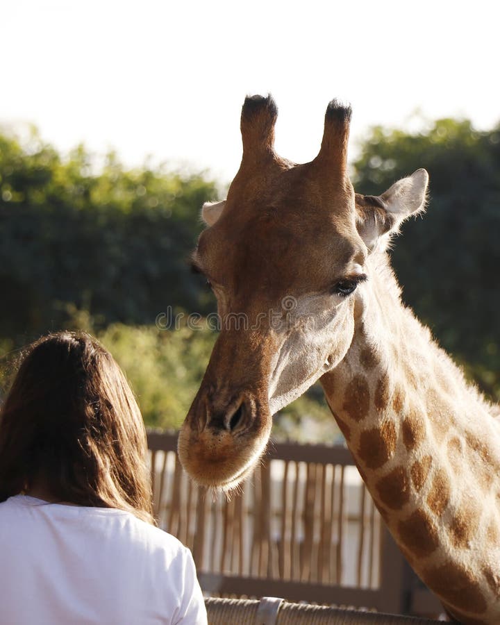 Beautiful Brown Northern Giraffe in a Zoo while Feeding Session Stock ...