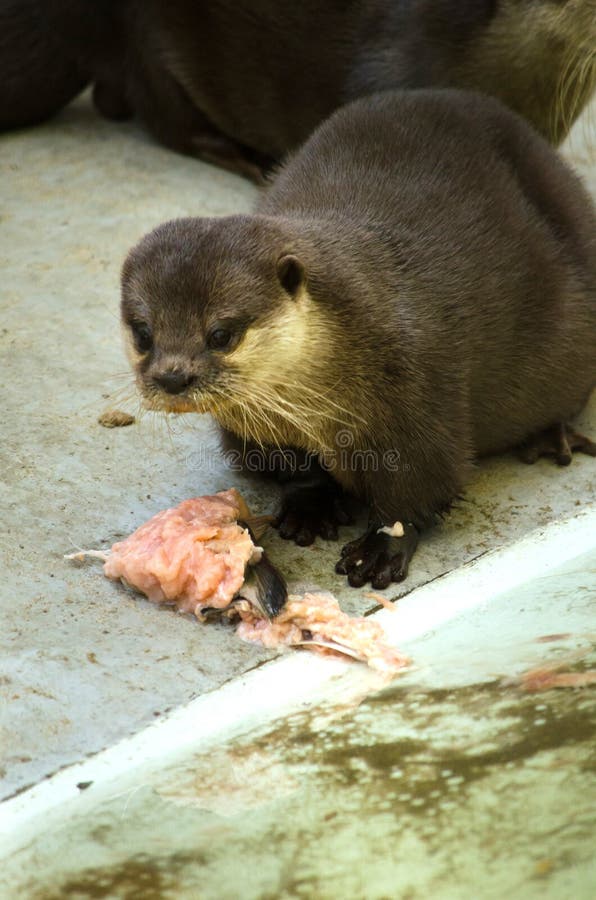 A Beautiful Brown Otter is Eating a Fish in an Aviary at the Zoo Stock ...
