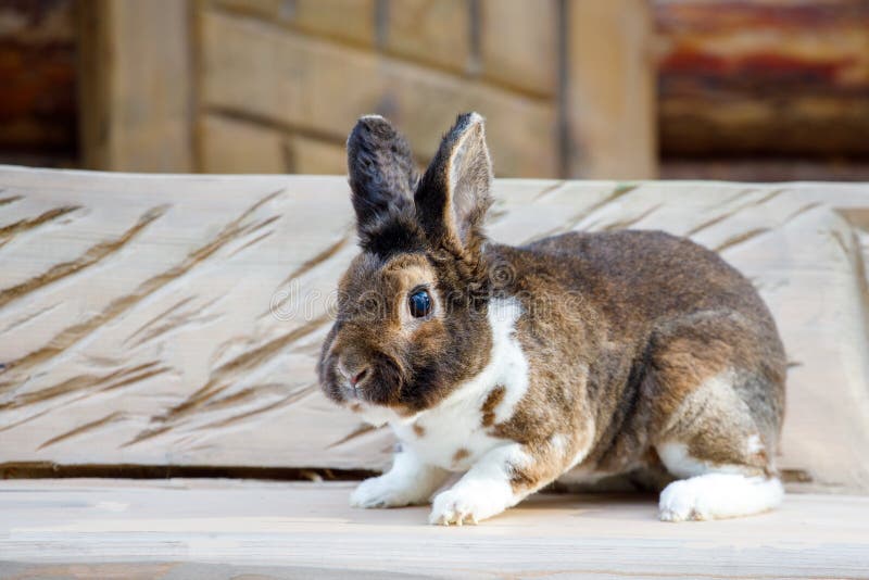 Beautiful Brown Rabbit Sitting on a Bench in the Village Stock Photo ...