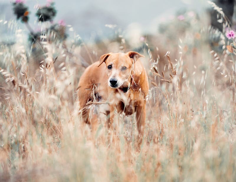Beautiful Brown Rhodesian Ridgeback Dog in a Field Stock Image - Image ...