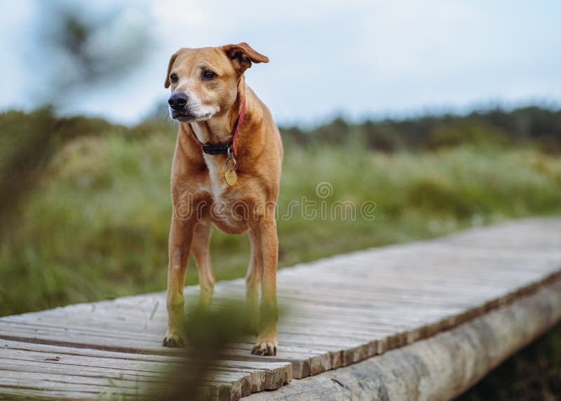 Beautiful Brown Rhodesian Ridgeback Dog Outdoors Stock Image - Image of ...