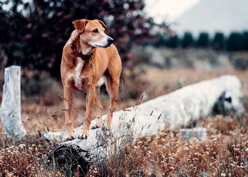 Beautiful Brown Rhodesian Ridgeback Dog in the Wilderness Stock Photo ...