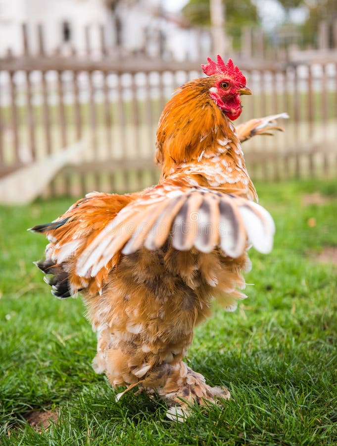 Chicken flapping wings stock image. Image of plumage, view - 3689209