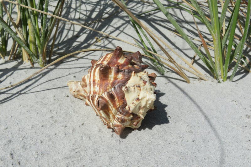 Seashell on the Florida Beach Stock Photo - Image of beige, pleasure ...