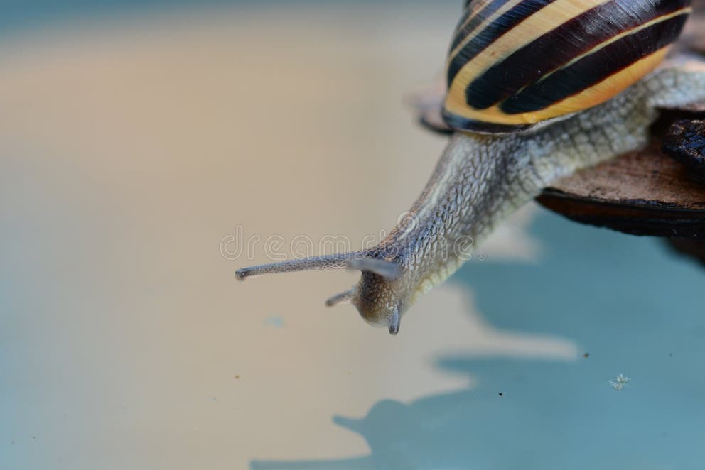 Beautiful Brown Snail Reflection Stock Photo - Image of animal, macro ...