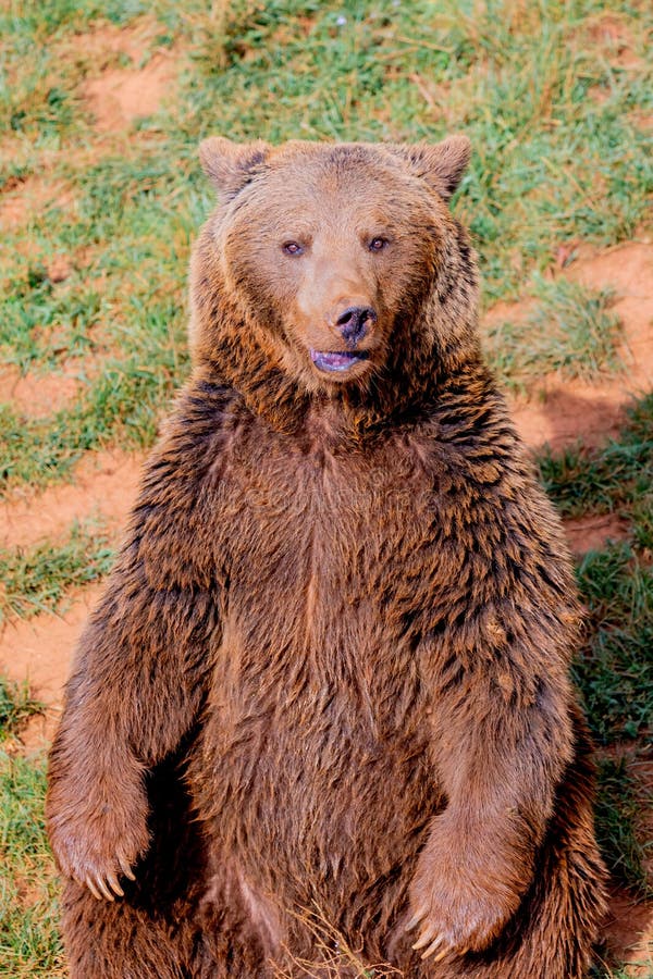 Beautiful Brown Spanish Bear Stock Image - Image of nature, black ...