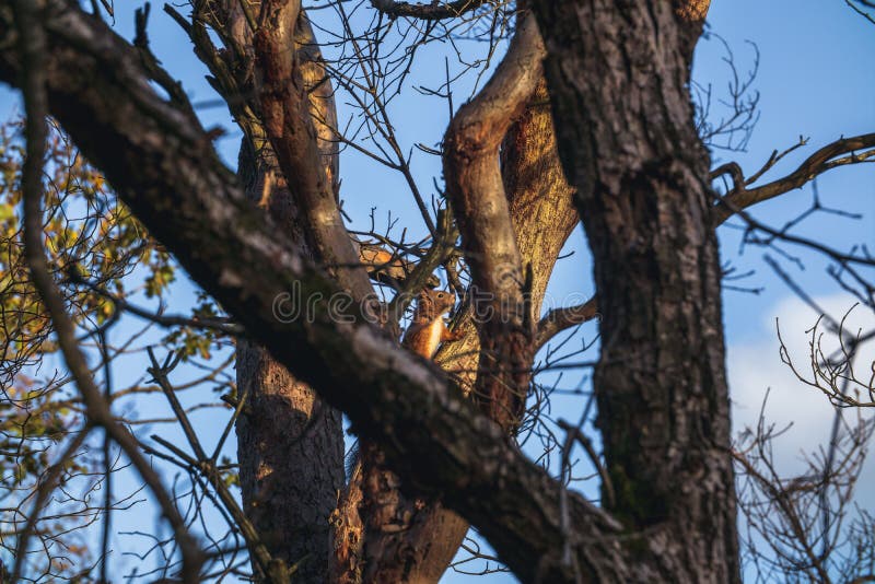 Beautiful Brown Squirrel Hiding in Tree Branches Stock Image - Image of ...