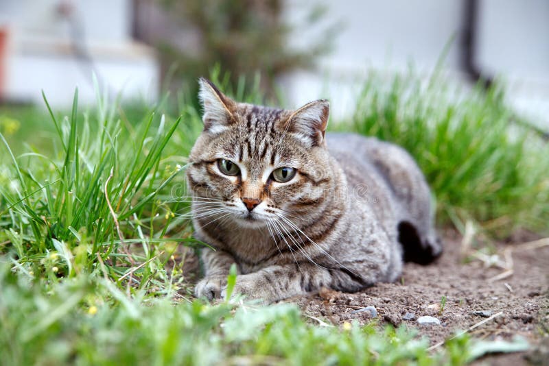 Tabby Cat Wild Cat with Her Baby Kitten Stock Image - Image of wild ...