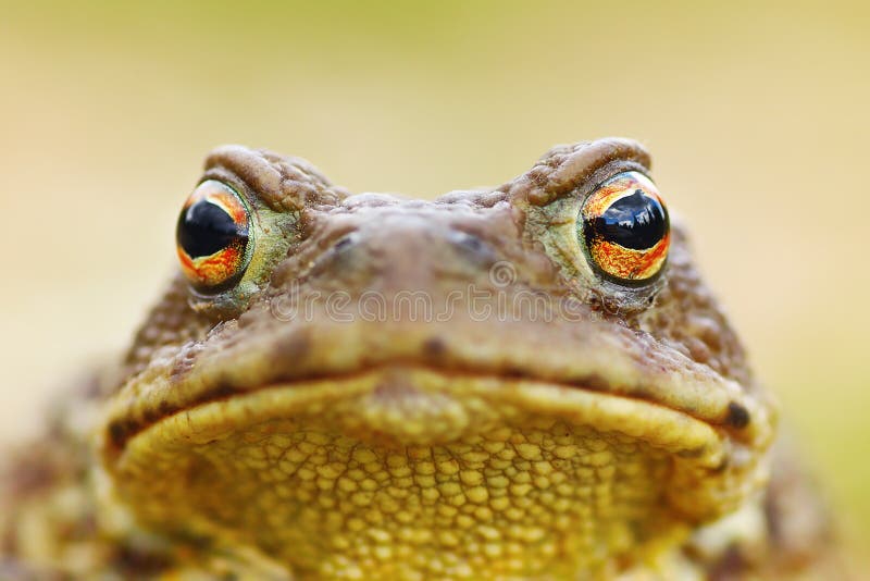 Beautiful Brown Toad Portrait Stock Image - Image of grey, european ...