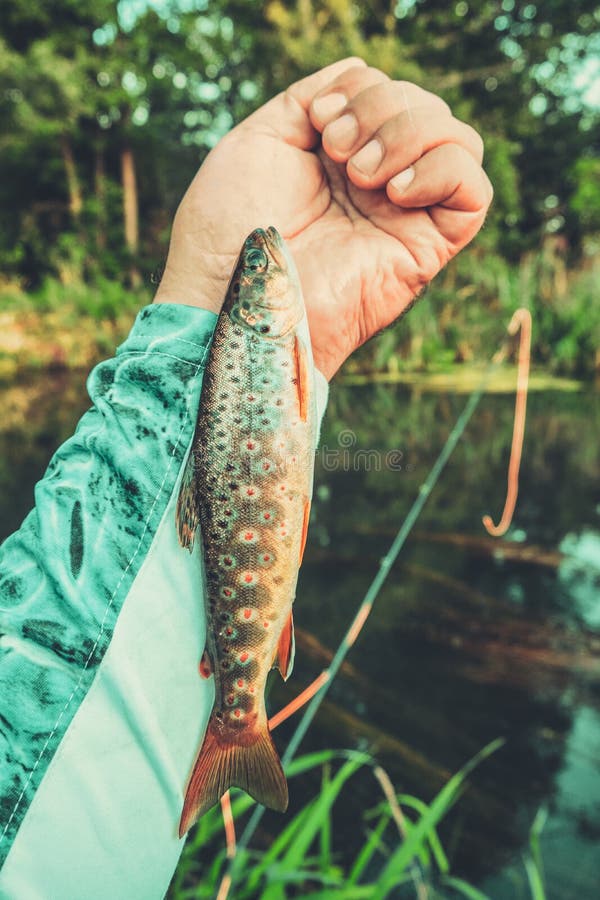 Beautiful Brown Trout Caught on the Fly Stock Photo - Image of fishing ...