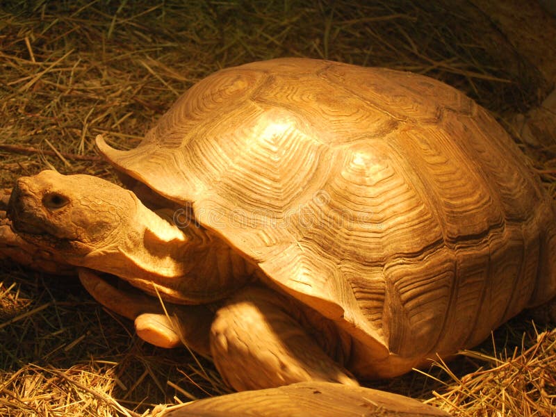 Beautiful Brown Turtle Under Light Stock Photo - Image of turtle, brown ...