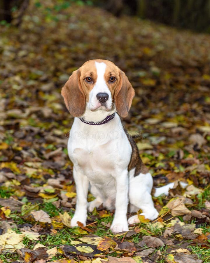 Beautiful, Brown and White Beagle Dog Puppy Stock Photo - Image of cute ...
