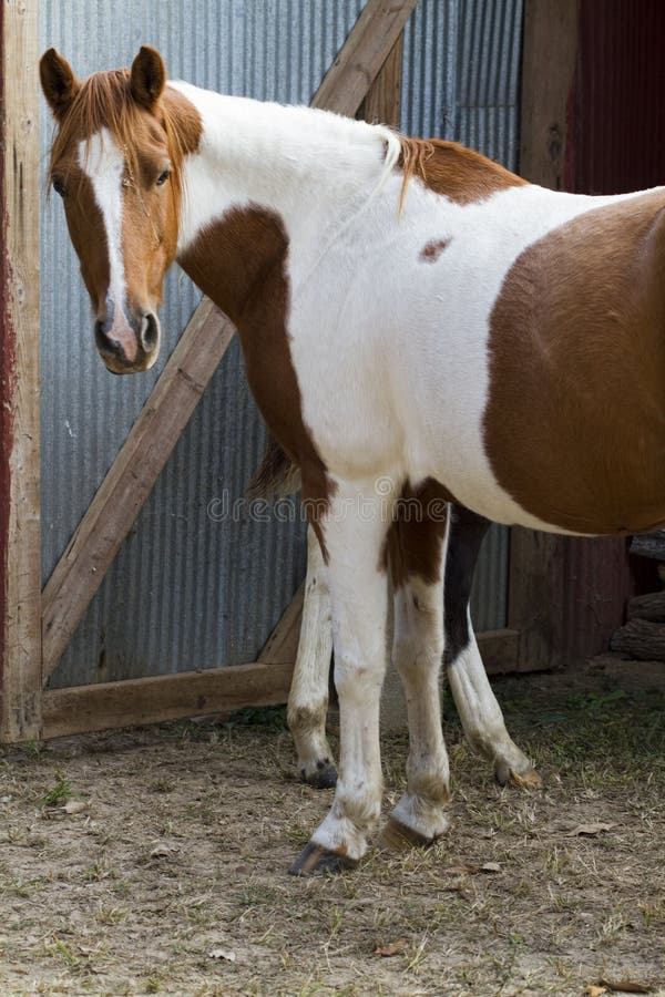 Horse Side Profile stock image. Image of blind, brown - 7659837