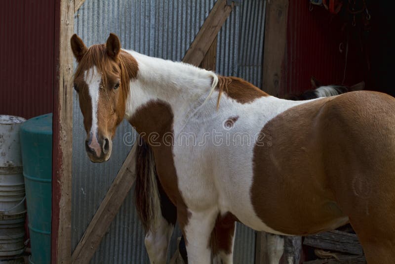 Horse Side Profile stock image. Image of blind, brown - 7659837