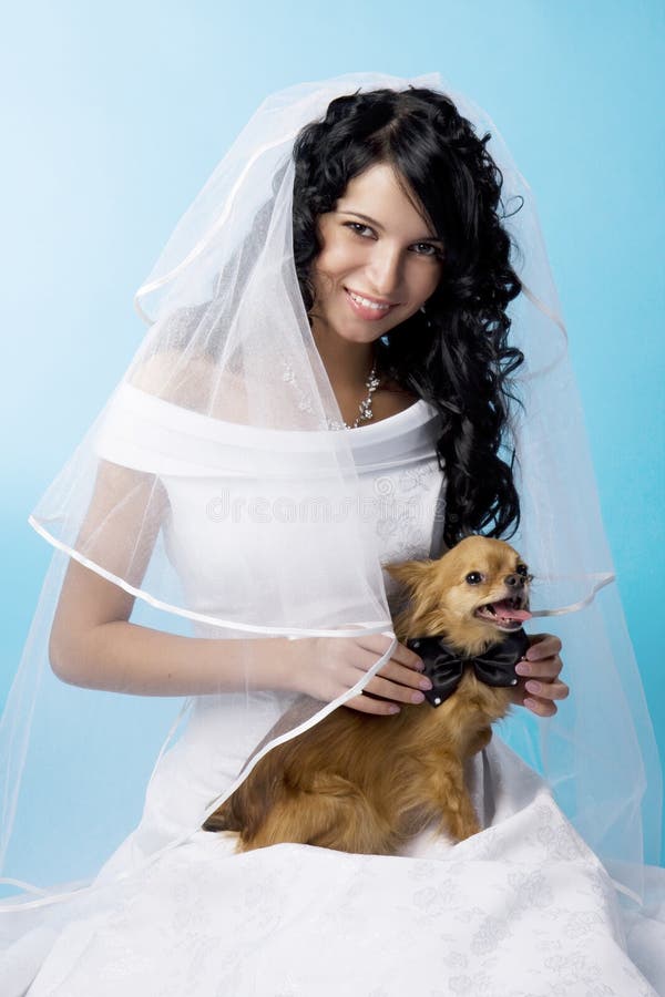 Dog Wedding - Chihuahua Bride and Groom Stock Image - Image of ceremony ...