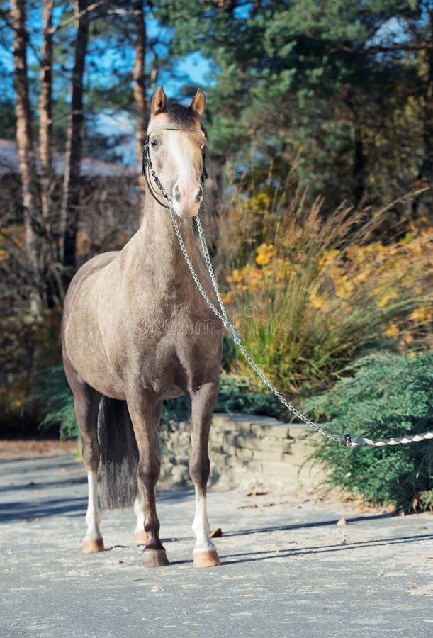 Beautiful Buckskin Welsh Pony Posing in Nice Place Stock Image - Image ...