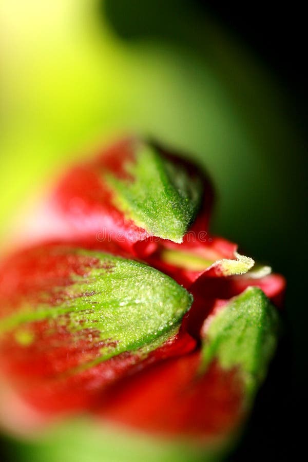 A beautiful bud stock image. Image of blossoming, view - 12596725