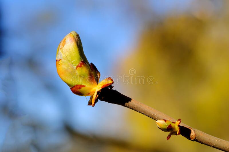 Beautiful bud stock photo. Image of nature, springtime - 35998562