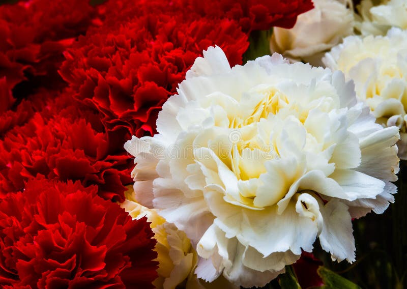 Beautiful Bud of a Carnation Stock Image - Image of beige, natural ...