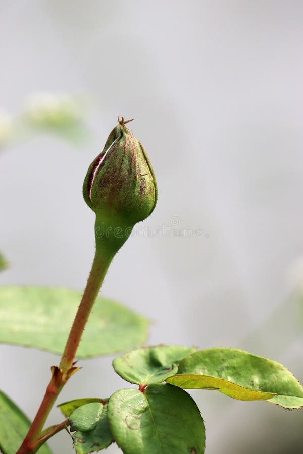 Beautiful Bud of a Flower Rose Stock Photo - Image of leaf, gardening ...