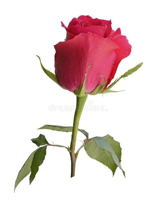 Beautiful Bud of Pink Rose on White Background, Isolate, Side View ...