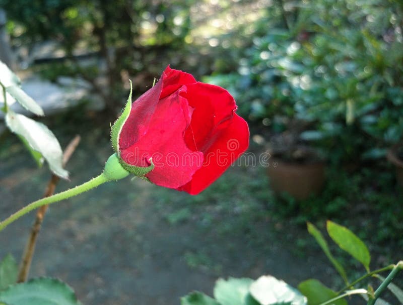 Beautiful Bud of a Red Rose. Stock Image - Image of plant, green: 174783651