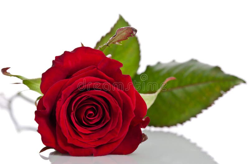 427 Red Rose Lying Down Stock Photos - Free & Royalty-Free Stock Photos ...