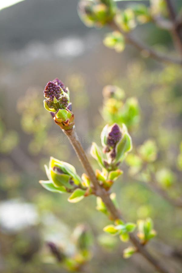 Sprout of Tree Branches with Fruits on Their Ends Stock Image - Image ...