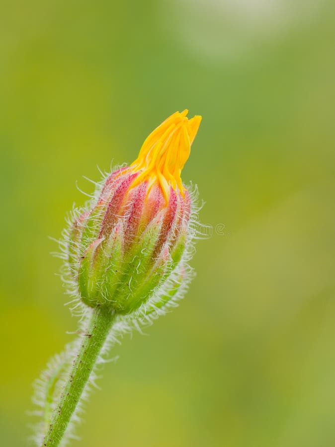Beautiful Bud of Wild Flower Stock Image - Image of country, biology ...