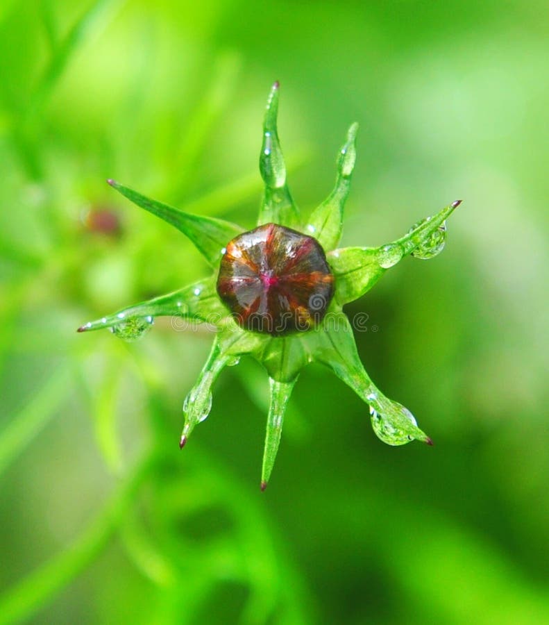 Beautiful Budding Flower and Drops of Dew Stock Photo - Image of shape ...